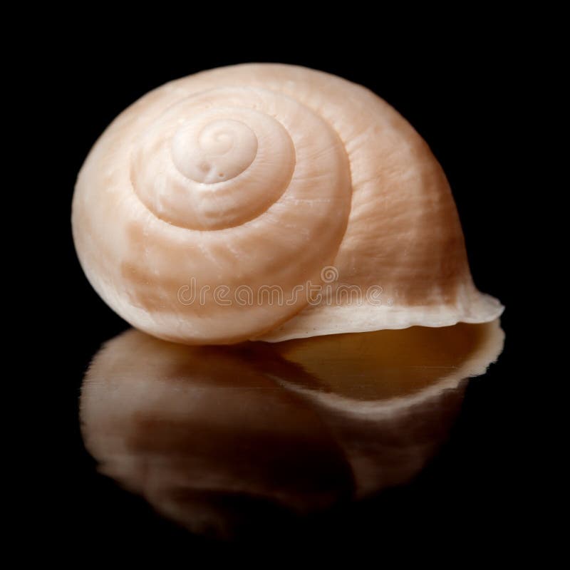 Small seasnail shell stock image. Image of reflexion - 31419823