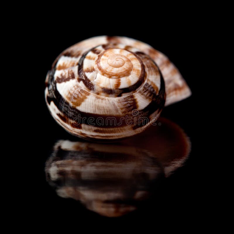 Small seasnail shell stock photo. Image of seasnail, life - 31419830