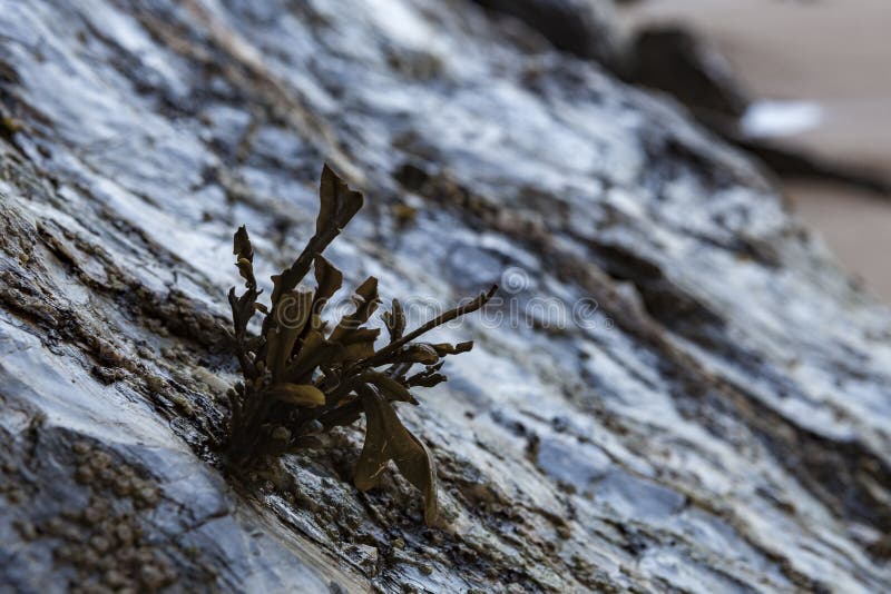 Small Seaweed on a Rock on the Beach. Stock Image - Image of beach ...