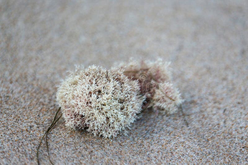 579 Seaweed Soil Stock Photos - Free & Royalty-Free Stock Photos from ...