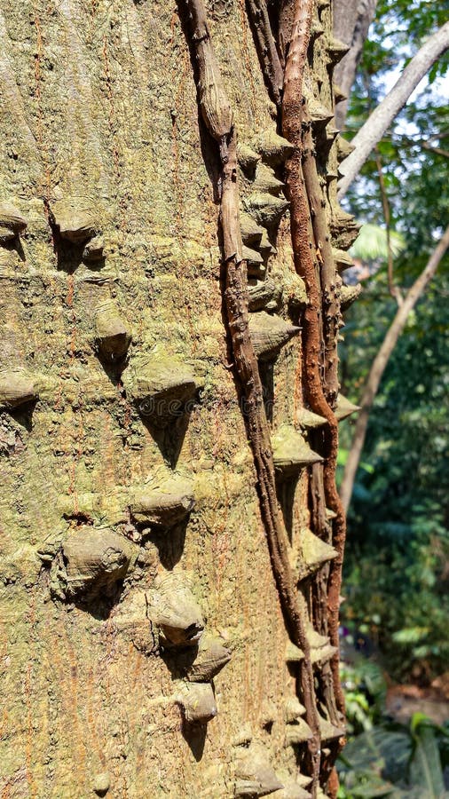 Paubrasil Tree Stock Photos - Free & Royalty-Free Stock Photos from ...