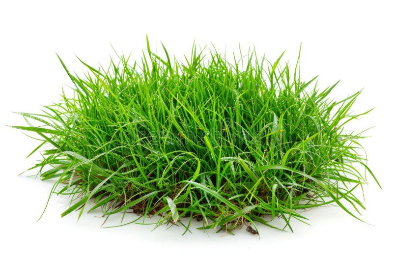 A Small Section of Vibrant Green Grass on a Clean White Surface Stock ...
