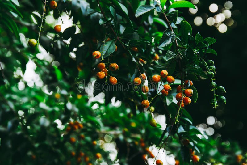 Small Seed Fruit on the Tree and Green Leaf. Stock Image - Image of ...