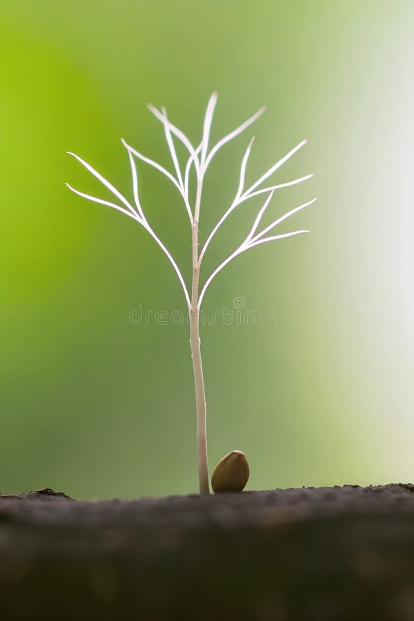 Small Seed Sprouts into Delicate Tree Against a Soft Green Background ...