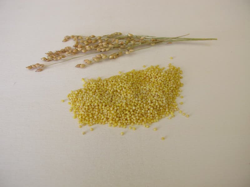 Small-seeded millet stock photo. Image of millet, wooden - 235407230