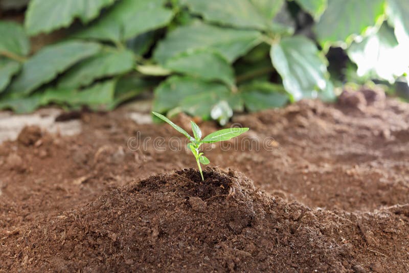 Small Seedling Growing in Soil Stock Photo - Image of crop, save: 142976336