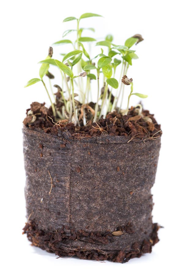 Small Seedling Isolated on White Stock Photo - Image of herbs, fresh ...