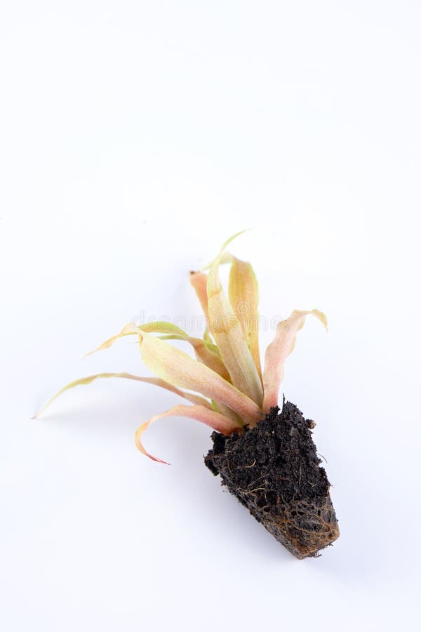 Small Seedling of Pineapple Plant (Ananas Comosus) with Exposed Roots ...