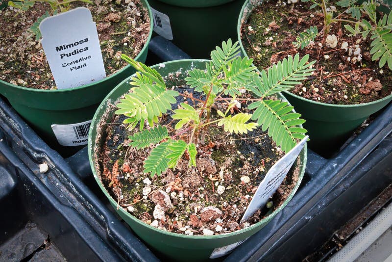 Small Seedling Sensitive Plants Potted for Sale Stock Photo - Image of ...