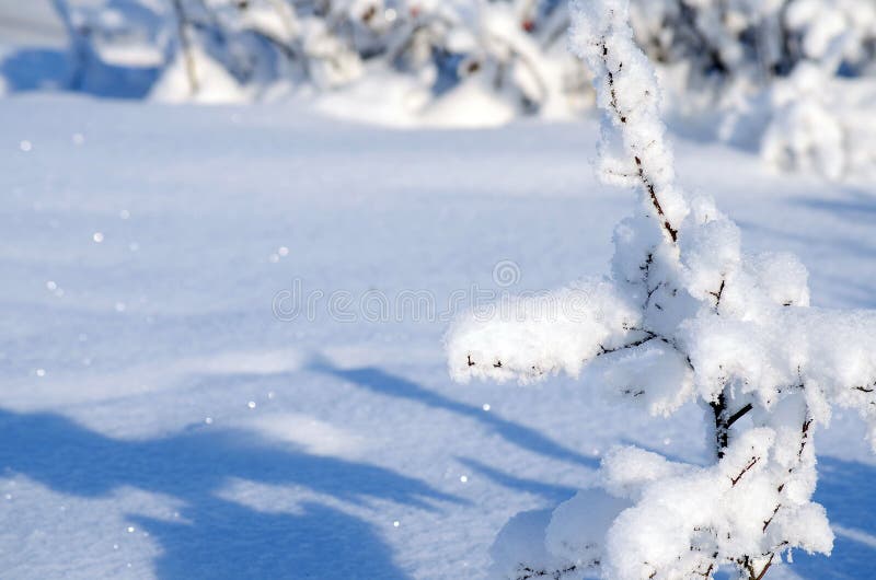 A Small Seedling of a Tree Under Snow in Winter Stock Image - Image of ...