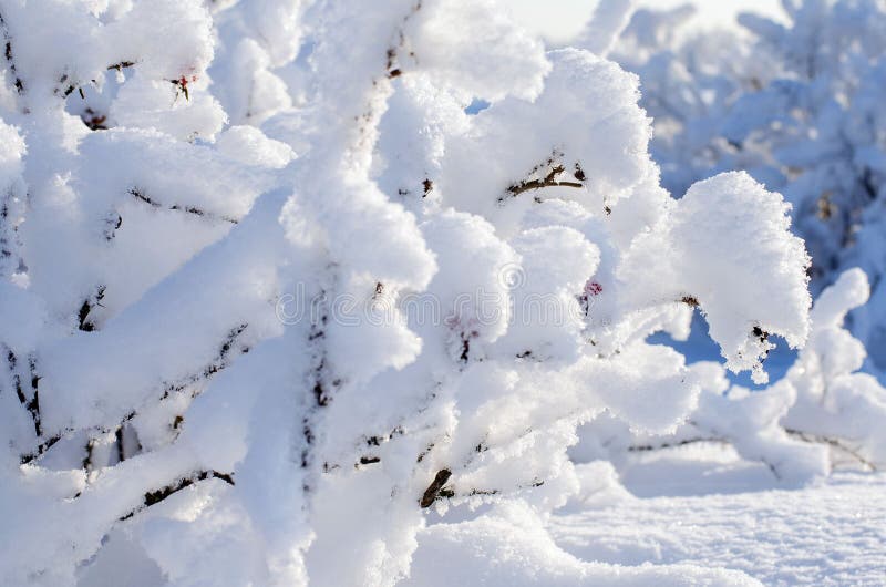 A Small Seedling of a Tree Under Snow in Winter Stock Photo - Image of ...