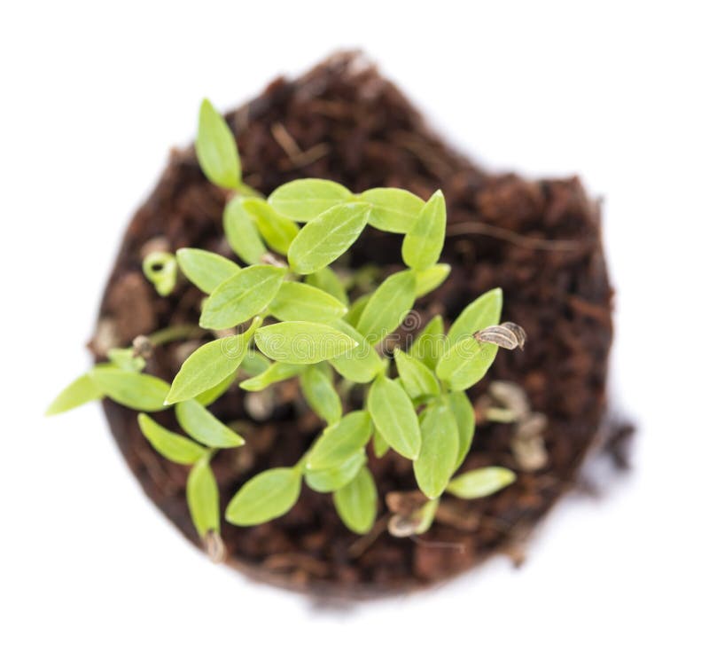Small Seedling on white stock photo. Image of nature - 39406146