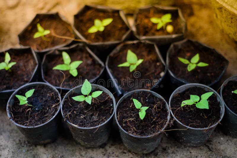 Small seedlings stock photo. Image of greenhouse, nature - 110986846