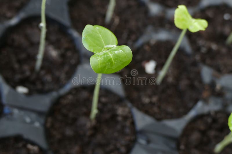 Small Seedlings for the Garden, Germinating Seedlings Stock Photo ...