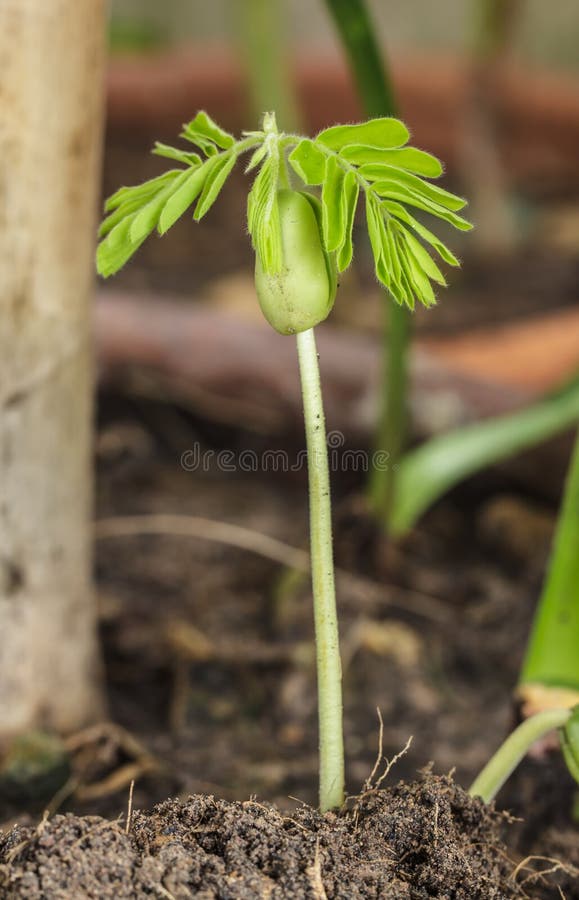 Small seedlings stock image. Image of green, dirt, fresh - 58531985
