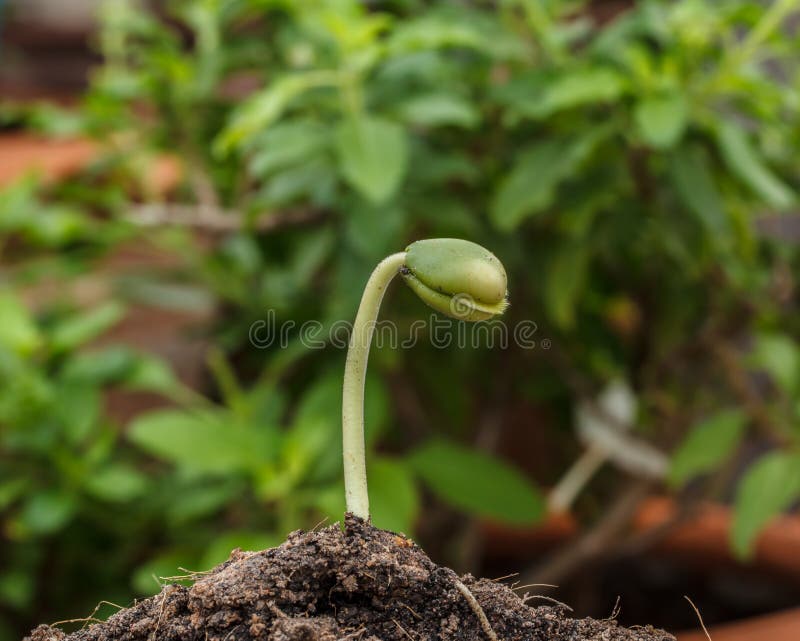 Small seedlings stock image. Image of gardening, agriculture - 94483277