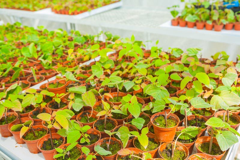 Small Seedlings in Greenhouse Stock Image - Image of herb ...