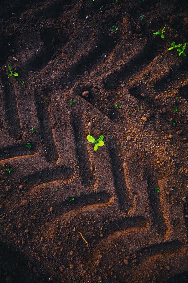 Small Seedlings Grow in the Ground between the Tractor Footprints Stock ...