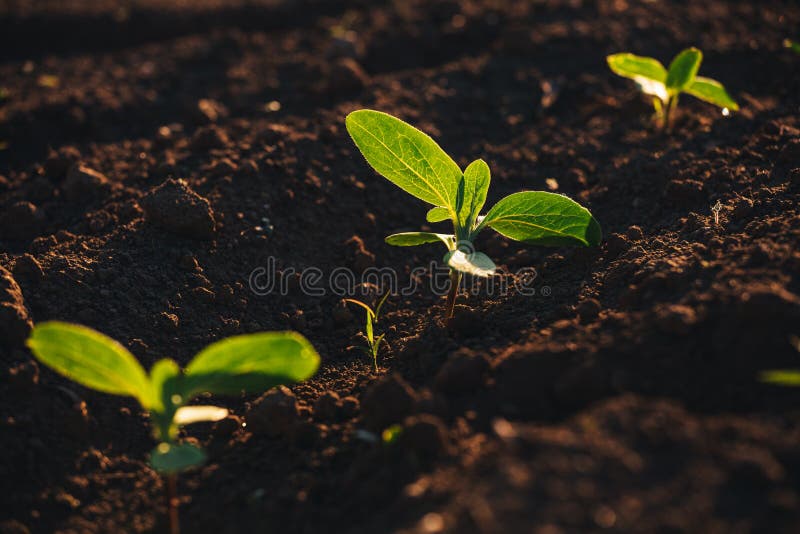 Small Seedlings Grow in the Newly Cultivated Soil Stock Image - Image ...