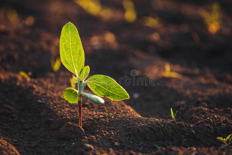 Small Seedlings Grow in the Newly Cultivated Soil Stock Image - Image ...