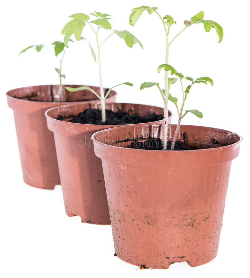 Small Seedlings Isolated on White Stock Image - Image of isolated ...