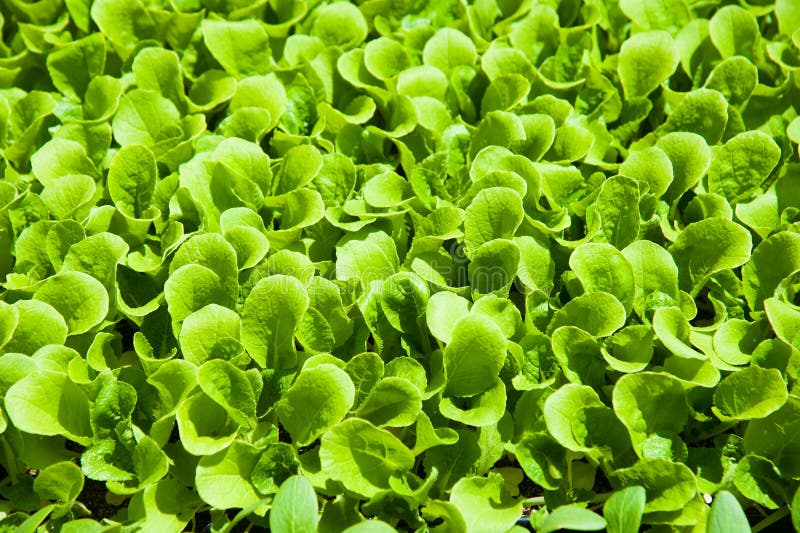Small seedlings of lettuce stock photo. Image of farm - 142797708