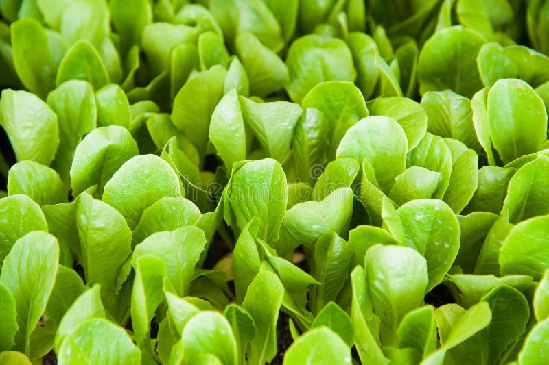 Small seedlings of lettuce stock photo. Image of seedlings - 142797750