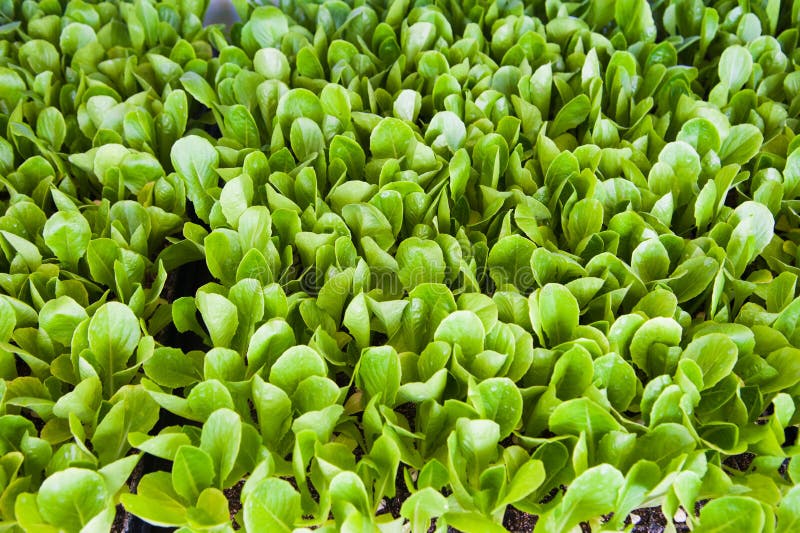 Small seedlings of lettuce stock image. Image of vegetables - 143532825
