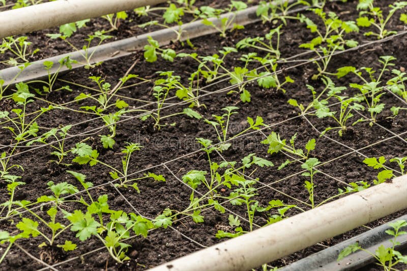 Small Seedlings in a Modern Plant Nursery Stock Image - Image of flora ...