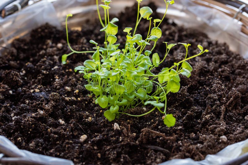Small Seedlings in a Pot, Planting Young Seedlings on Spring Day Stock ...
