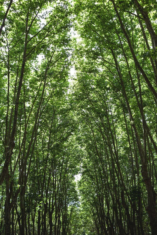 Small Shady Forest with Young Trees Stock Image - Image of wood ...