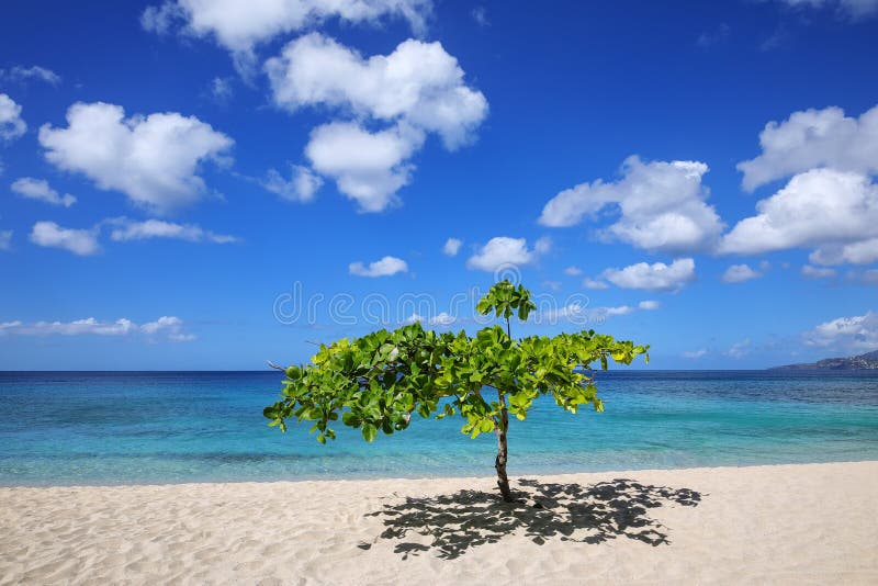 Small Shady Tree at Magazine Beach on Grenada Island, Grenada Stock ...