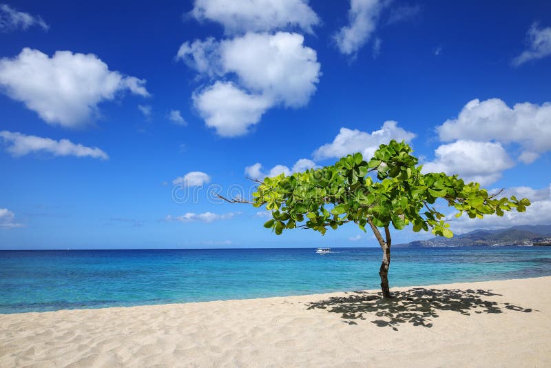 Small Shady Tree at Magazine Beach on Grenada Island, Grenada Stock ...