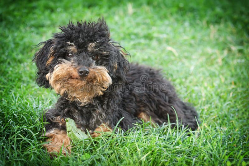 Small shaggy dog stock image. Image of single, nature - 61285577