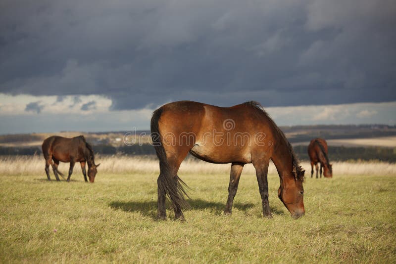 Small shaggy ponies stock photo. Image of grassland, horse - 22617152