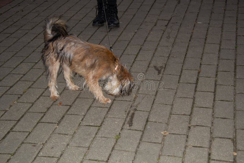 Small Shaggy Red Dog Sniffing Something on the Path Stock Image - Image ... Small Shaggy Red Dog Sniffing Something on the Path Stock Image - Image ...