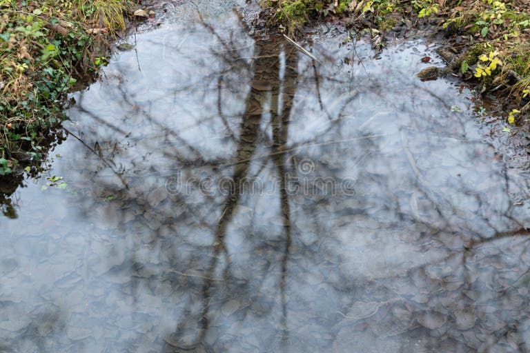 Small Shallow Puddle with Tree Reflection on Water Surface Stock Image ...