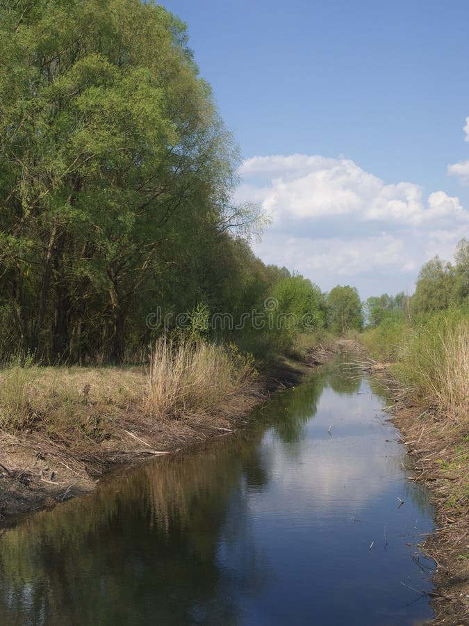 Small Shallow River. Vegetation Along the Banks of the Forest River ...