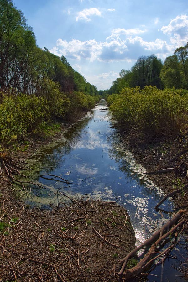 Small Shallow River. Vegetation Along the Banks of the Forest River ...