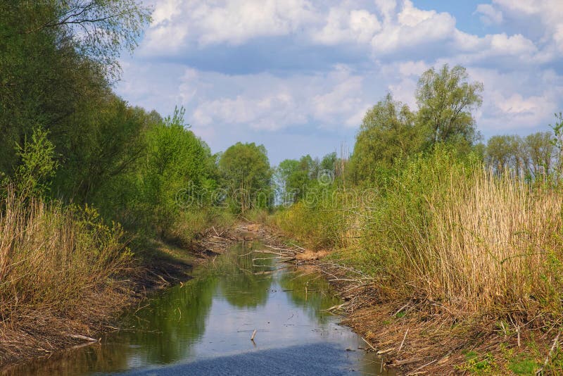 Small Shallow River. Vegetation Along the Banks of the Forest River ...