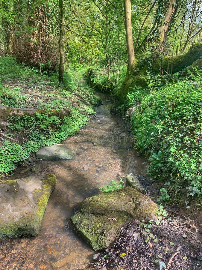 Woodland Stream stock photo. Image of rivers, nature - 316570944