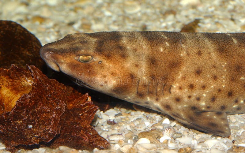 Small Shark Picture. Image: 579746