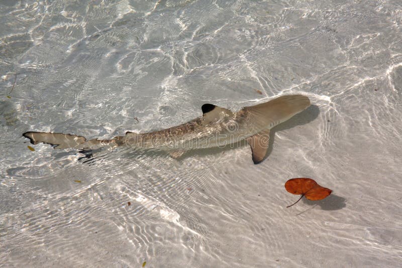 Shark and Small Fishes in Ocean Stock Image - Image of marine, fear ...