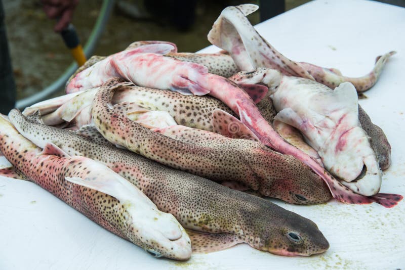 Small Sharks in the Fish Market Stock Image - Image of fishes ...