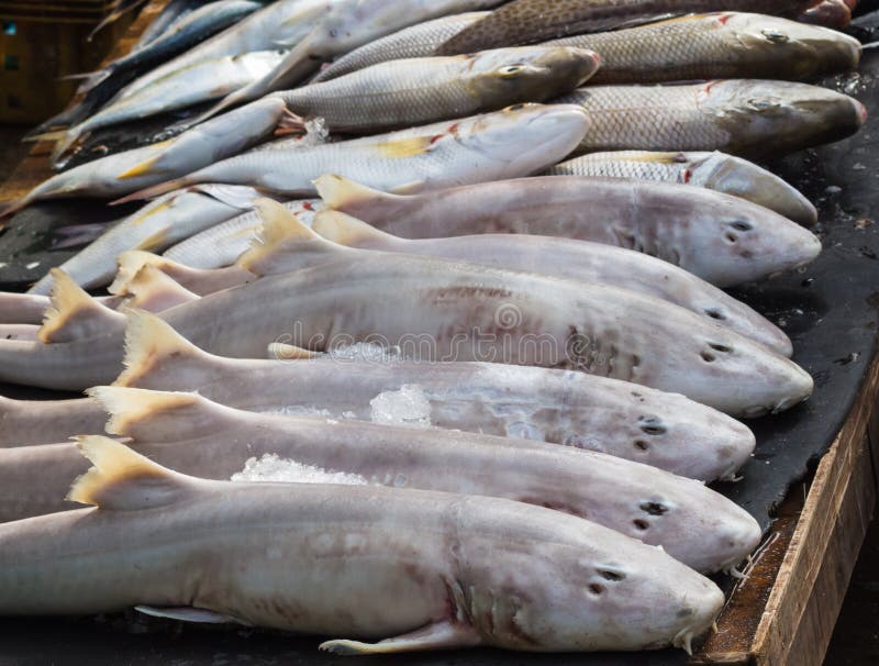 Small Sharks in the Fish Market Stock Image - Image of fishes ...