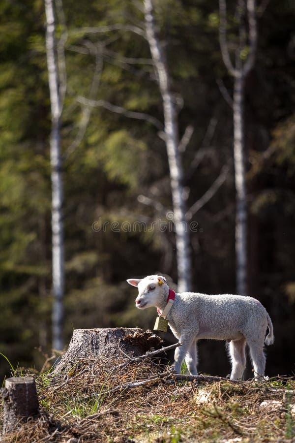 Small Sheep with a Bell in a Forest Stock Photo - Image of domestic ...