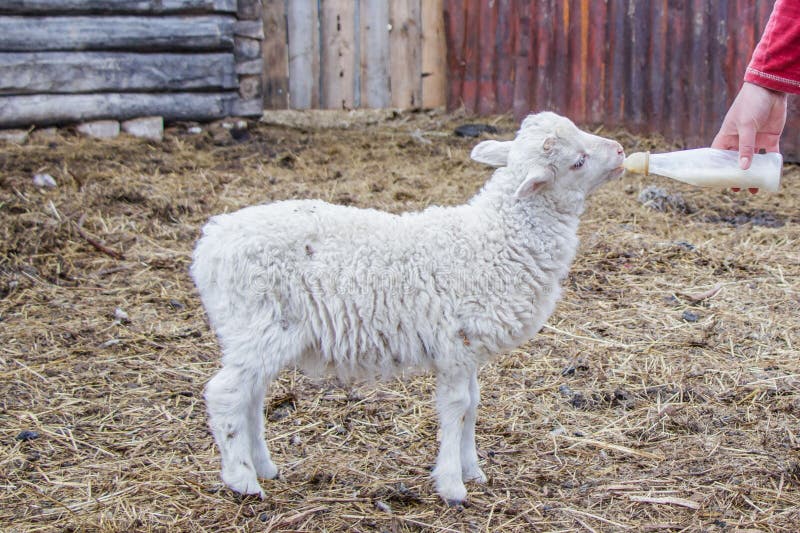 Small Sheep Drinks Milk from a Bottle Stock Image - Image of pasture ...
