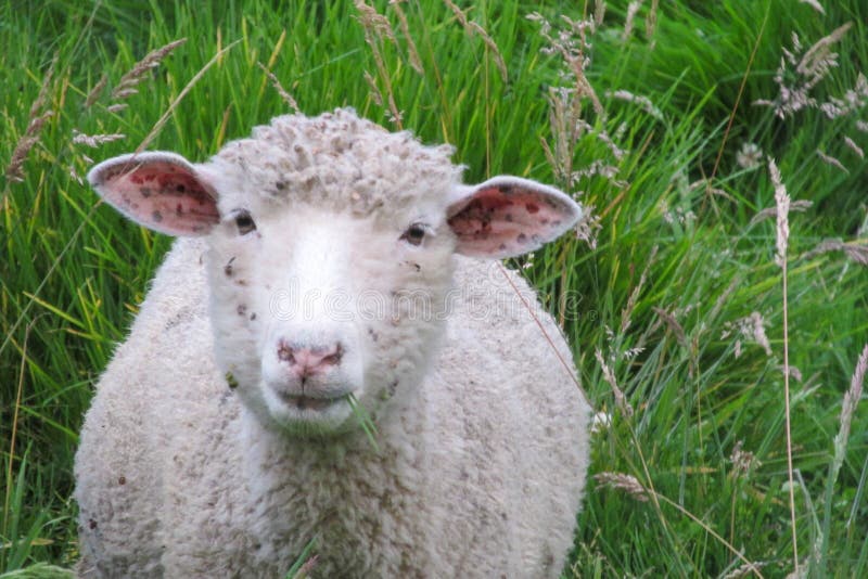Small sheep stock photo. Image of countryside, domestic - 92903112