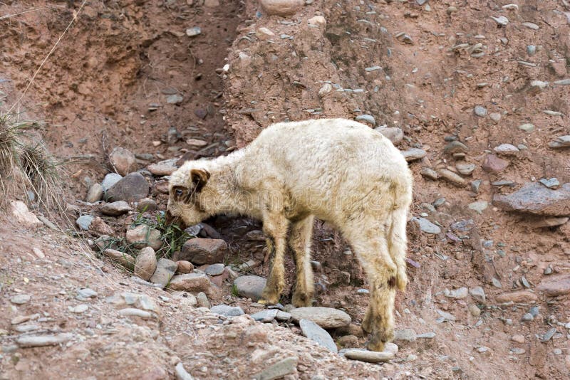 Small sheep in mountains stock photo. Image of beautiful - 88697510