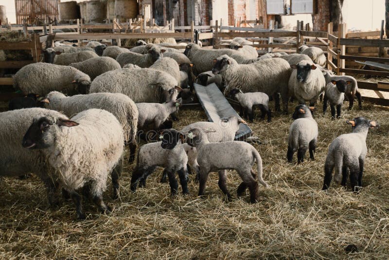 Small Sheep Farm Lost among the Mountains of the Pyrenees Stock Image ...